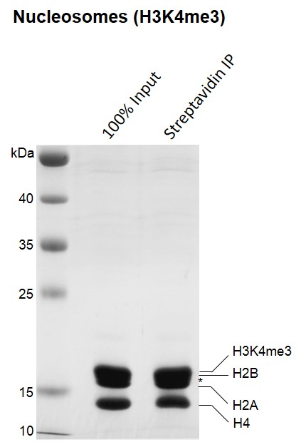 Recombinant Mononucleosomes H3K4me3 (EPL)for analysis of transcription ...