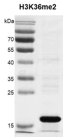 Recombinant Histone H3K36me2, in 1 mg size