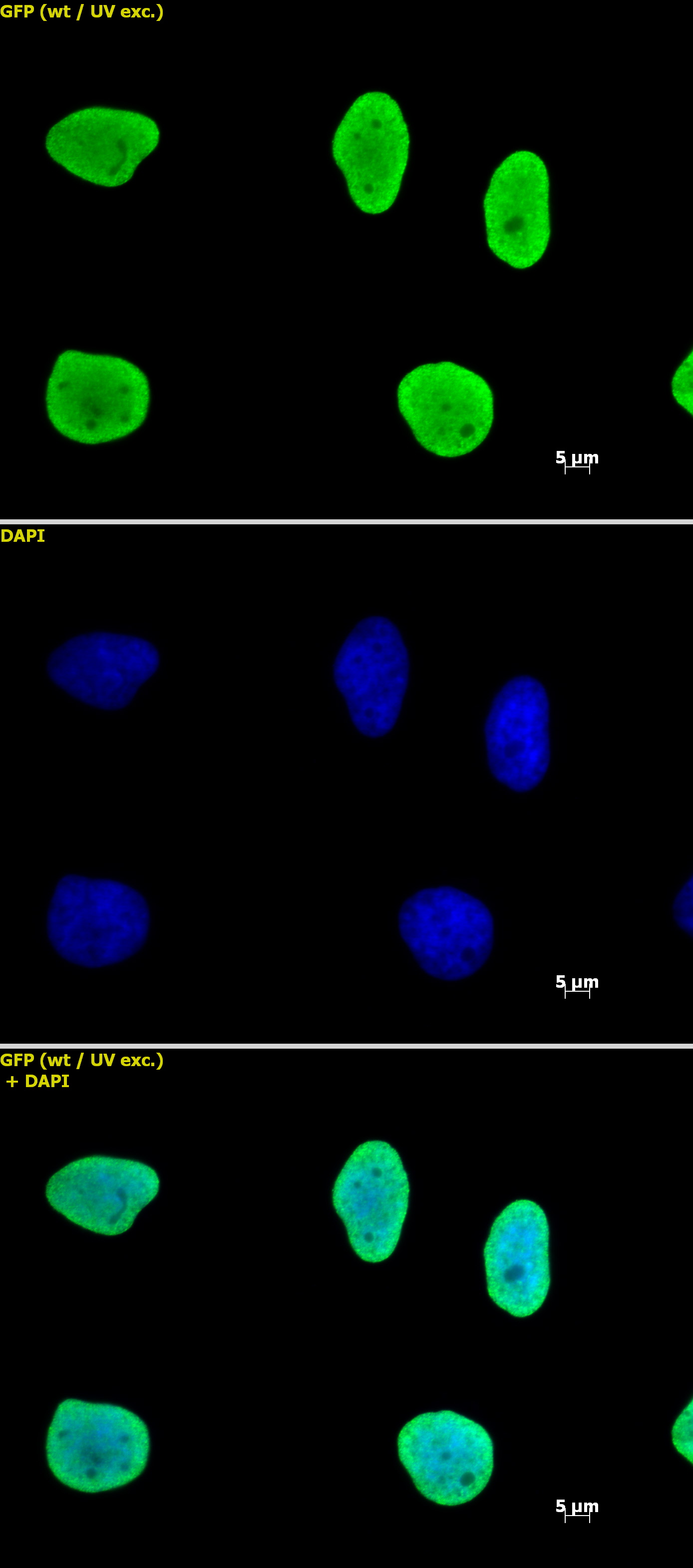 Histone H3 antibody - ChIP-Seq, WB, IF/ICC