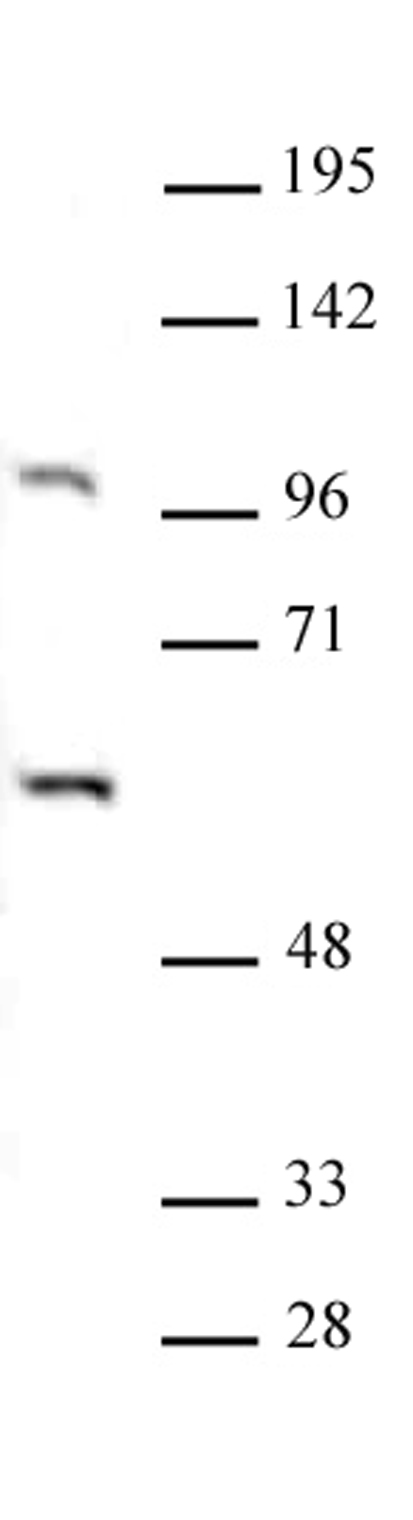 PAF1 antibody (pAb)