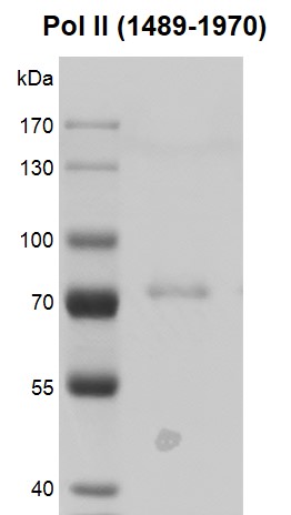 Recombinant Pol II CTD protein for in vitro transcription assays and ...