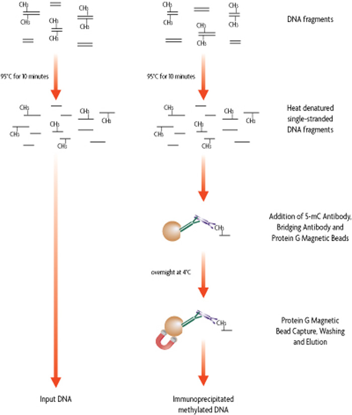 MeDIP (Methylated DNA Immunoprecipitation) for enrichment of methylated ...